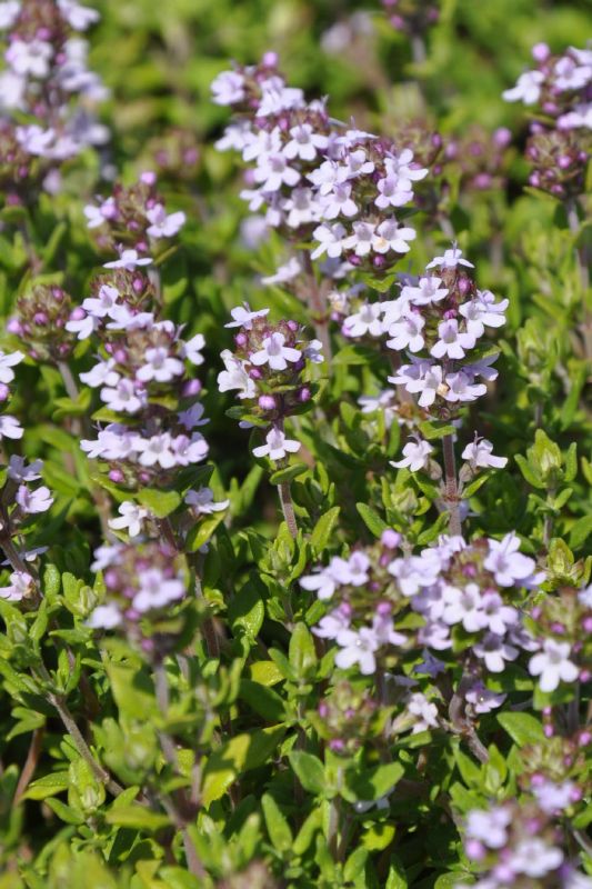 Thymus vulgaris ‹Compactus› – Frikarti Stauden AG