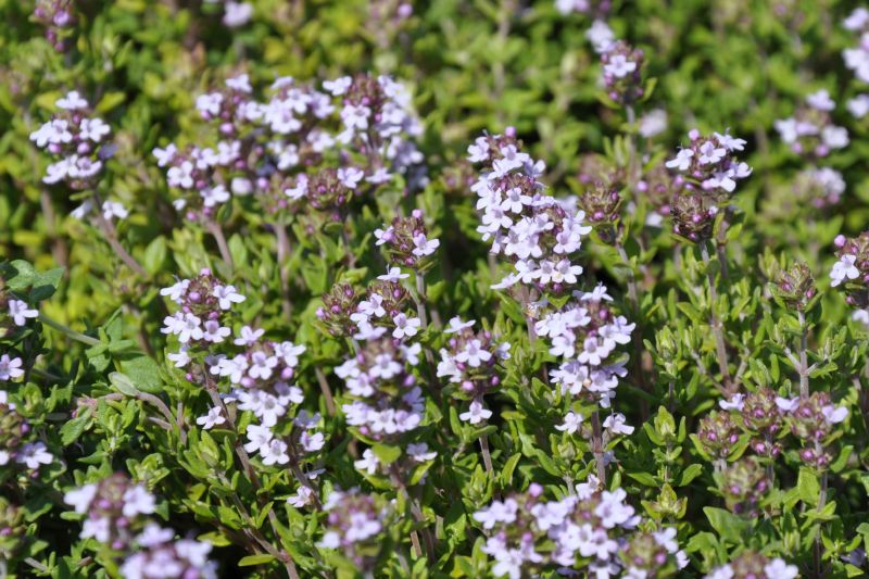 Thymus vulgaris ‹Compactus› – Frikarti Stauden AG