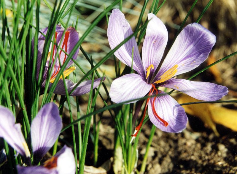 Crocus sativus – Frikarti Stauden AG