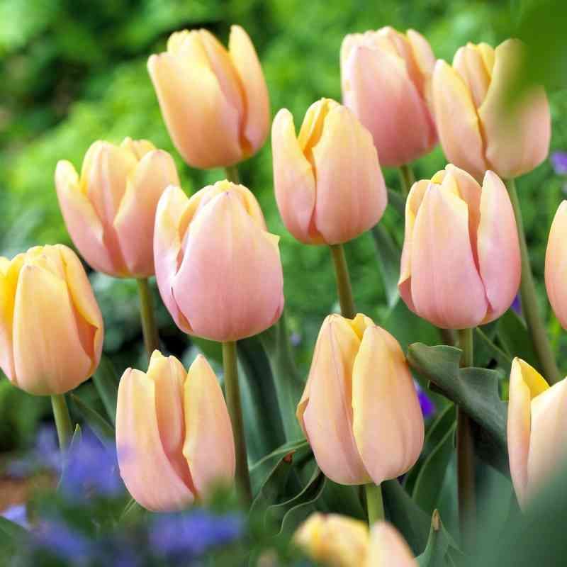 Tulipa x cult. ‚Mango Charm‘ ® – Frikarti Stauden AG