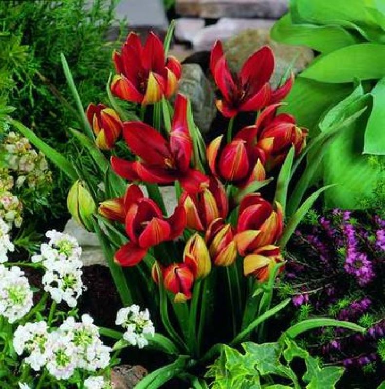 Tulipa x cult. ‹Tiny Timo› – Frikarti Stauden AG